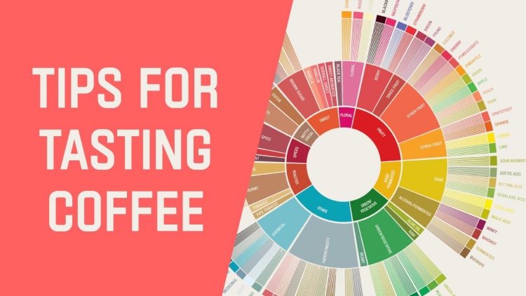 HOW TO TASTE COFFEE FLAVOUR NOTES - Timbertrain Coffee Roasters
